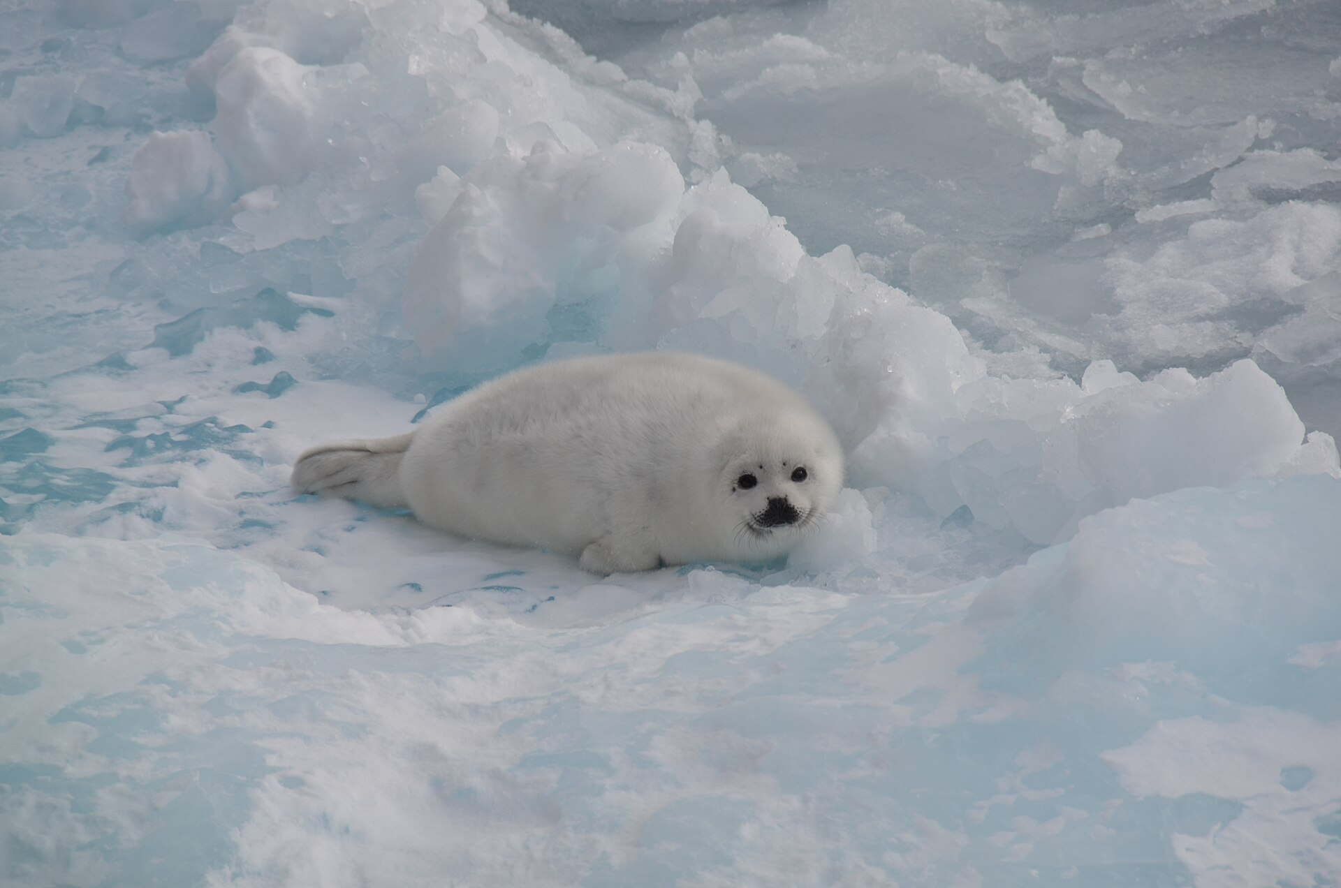 Harp Seals