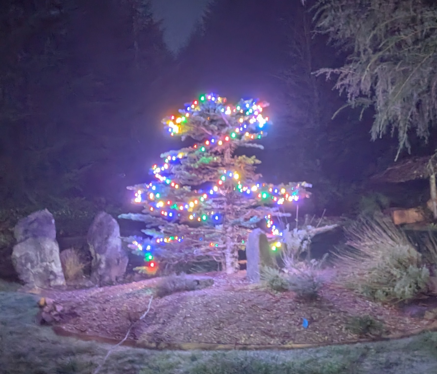 The History of Christmas Trees