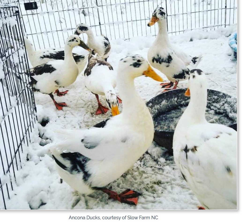 Ducks and Ducklings