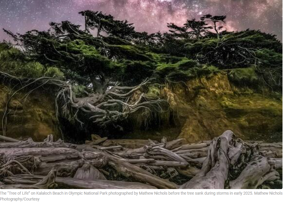Tree of Life