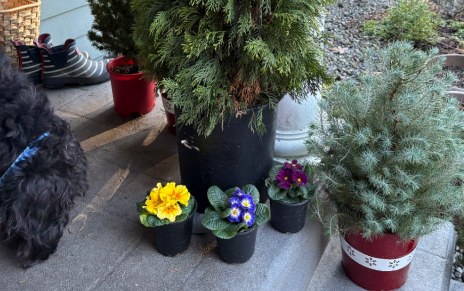 Primrose–Little Earliest One