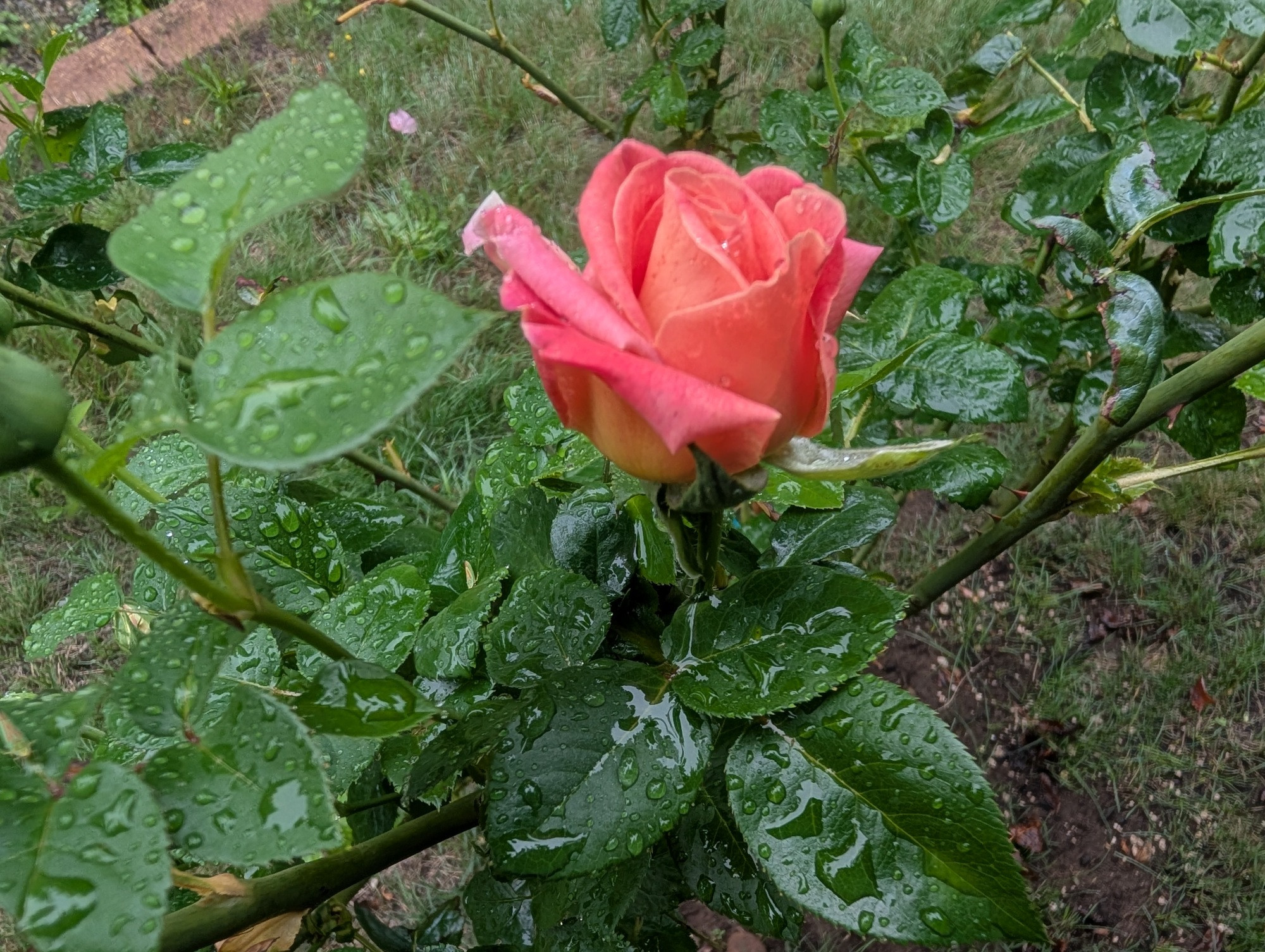 Peace Rose