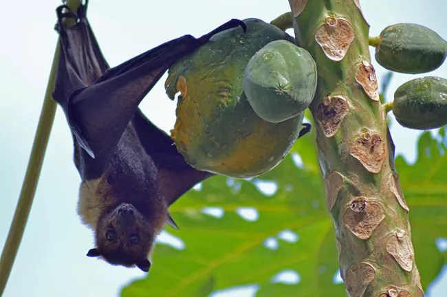 The Benefits Of Bats